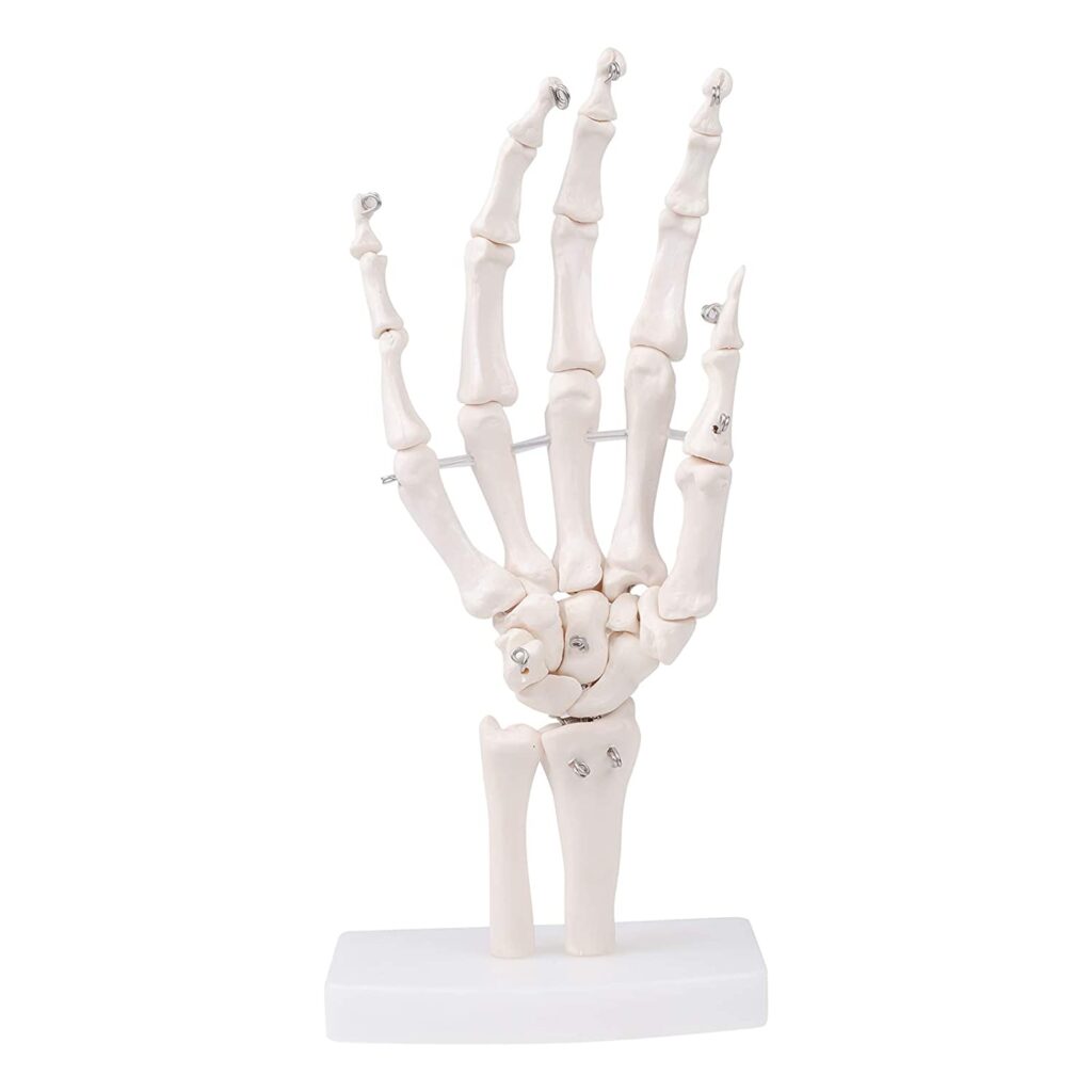 Anatomie | Product categories | Material Didactic