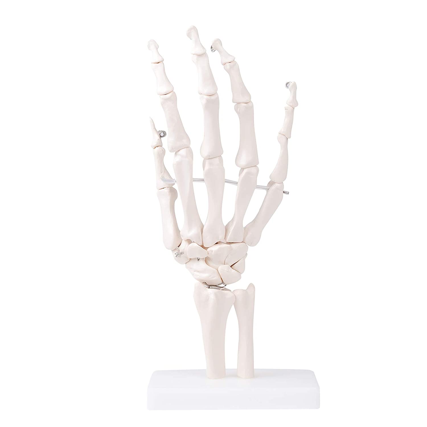 Model INIMĂ GIGANT | Material Didactic