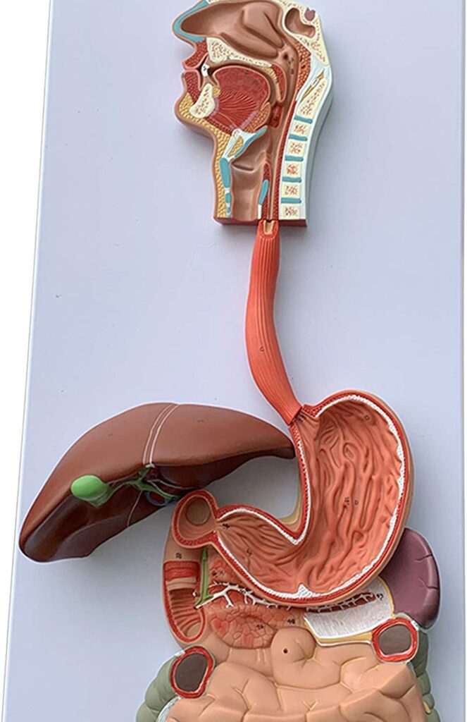 Organe digestive / Model sistem digestiv marime naturala 2 parti ...