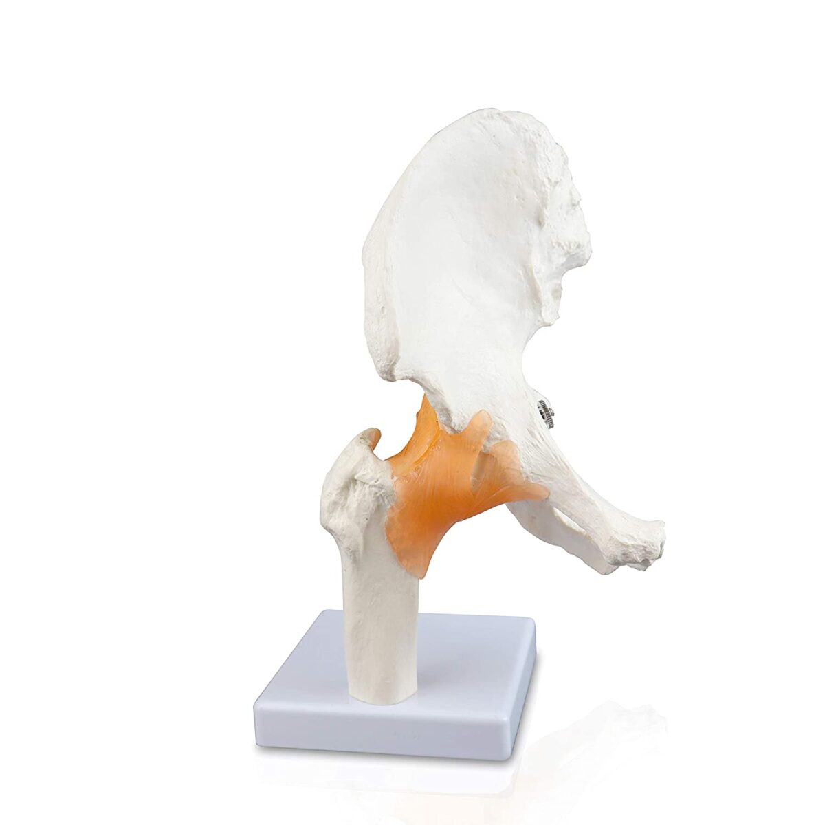 Anatomie | Product categories | Material Didactic