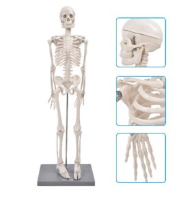 Anatomie | Categorii de produse | Material Didactic